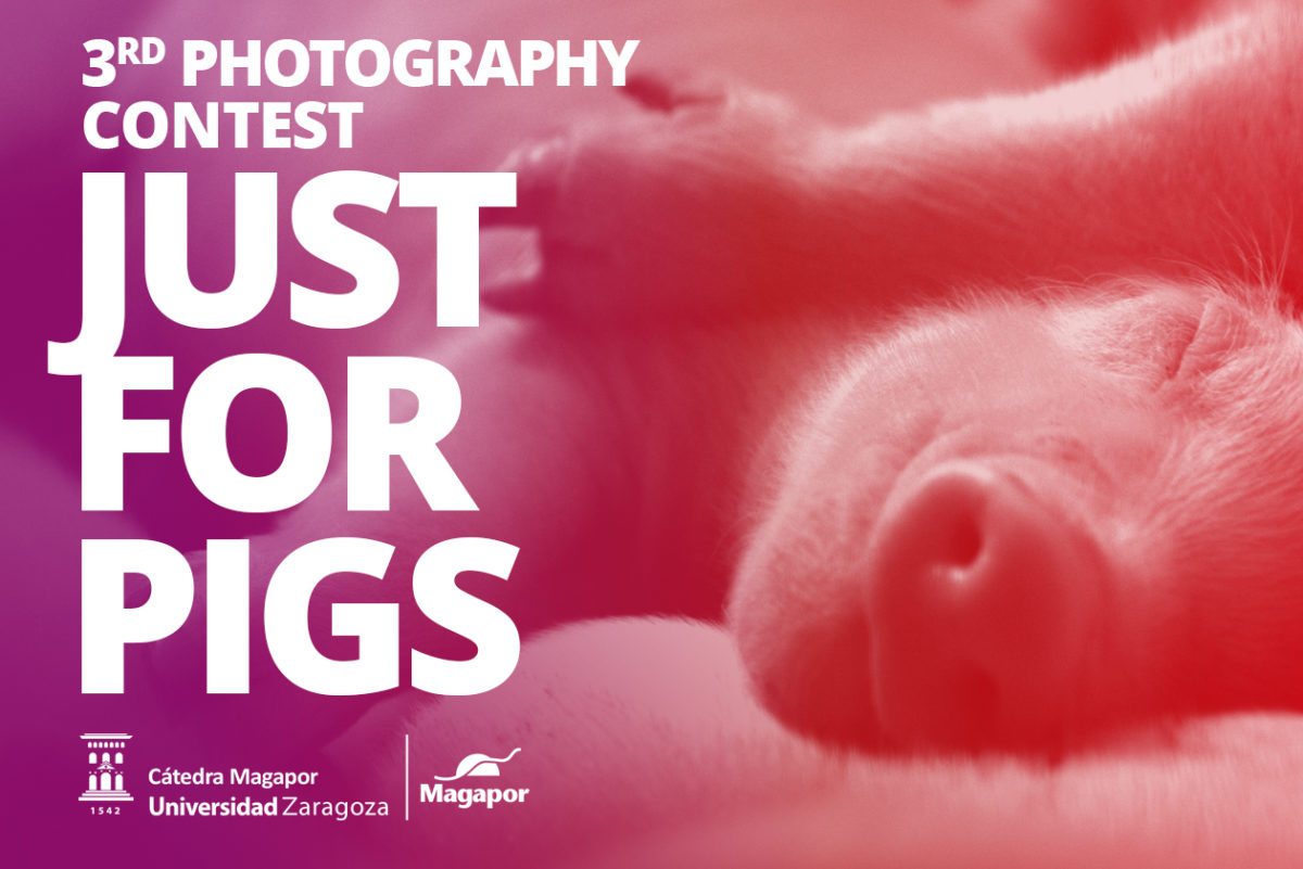 Photo Contest: Extension of the submission period | Magapor