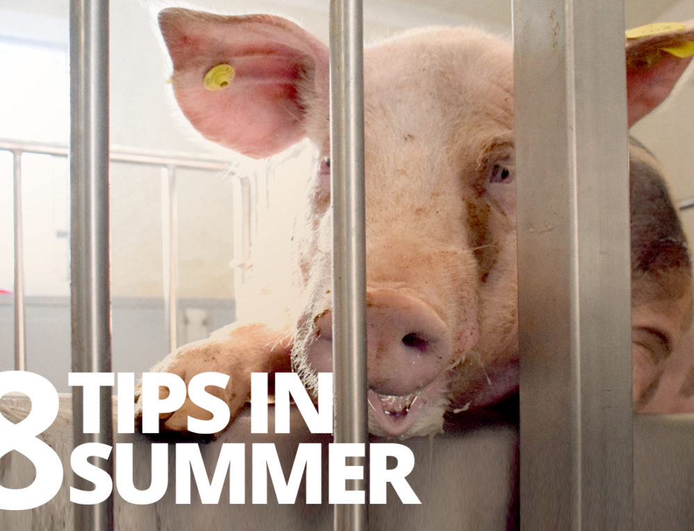 Anatomía y fisiología de la cerda | Magapor