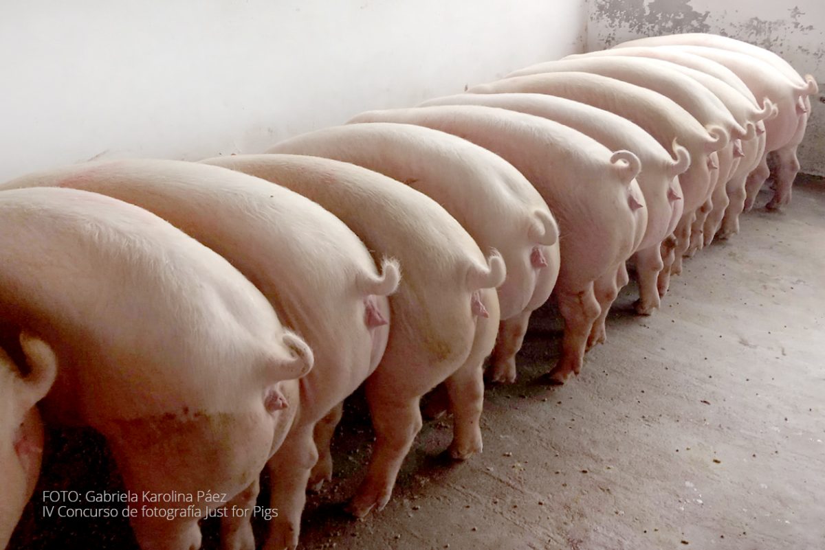 Anatomy and phisiology of the sow | Magapor