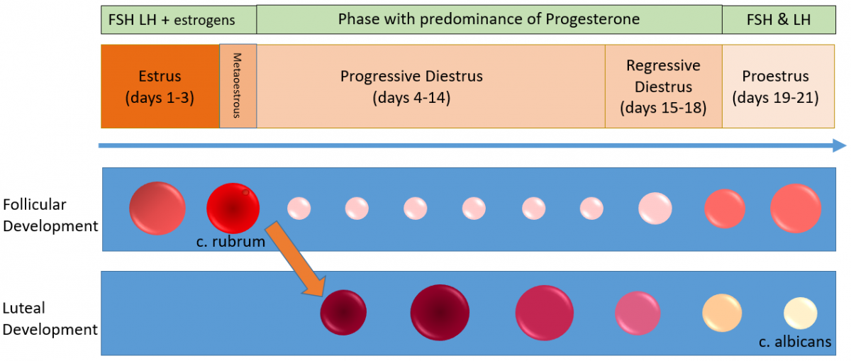 Anatomy and phisiology of the sow | Magapor