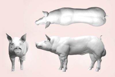 Anatomy of the boar | Magapor