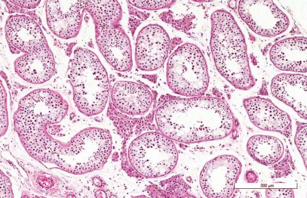 Anatomy of the boar | Magapor