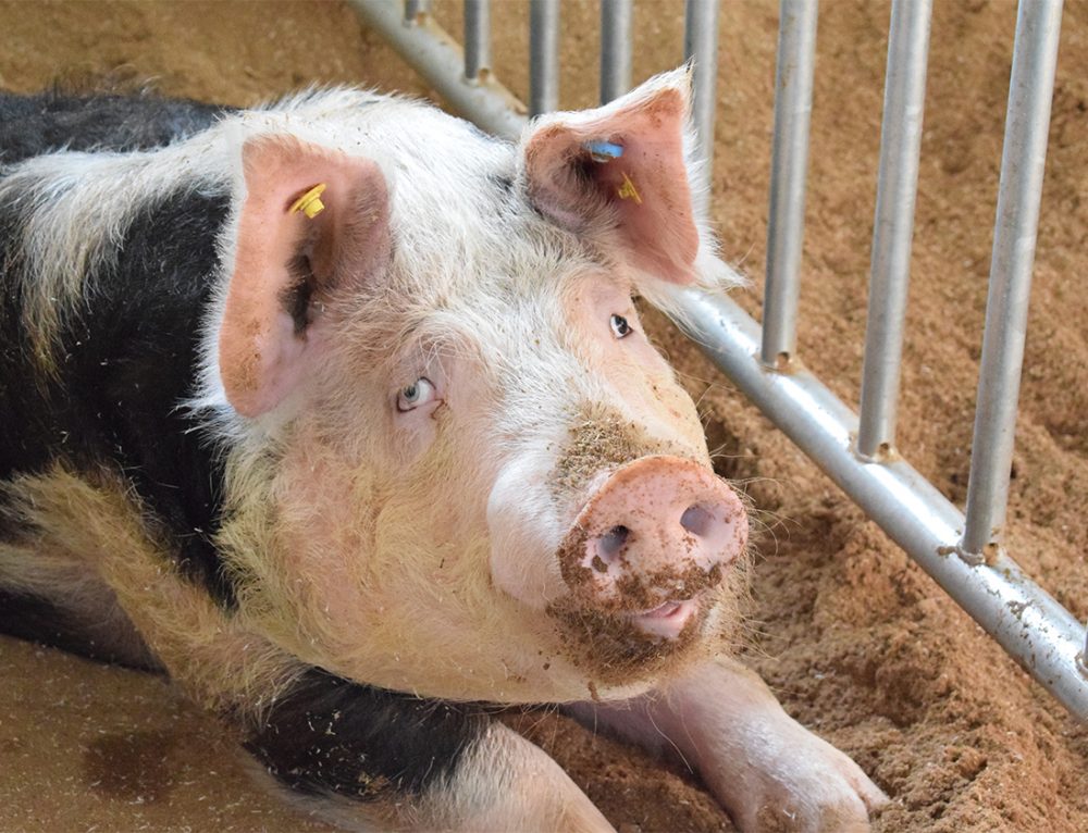 Anatomy of the boar | Magapor