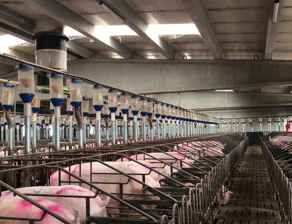 ¿Cómo elegir el mejor diluyente de semen porcino? | Magapor