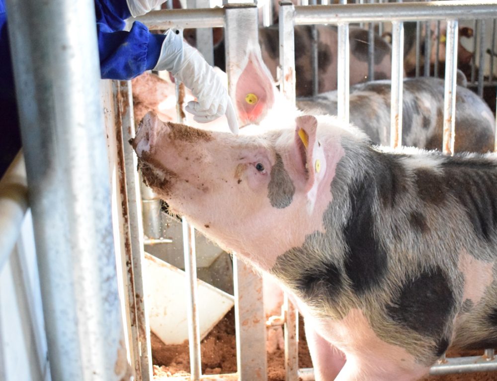 Tips to induce heat in gilts and sows | Magapor