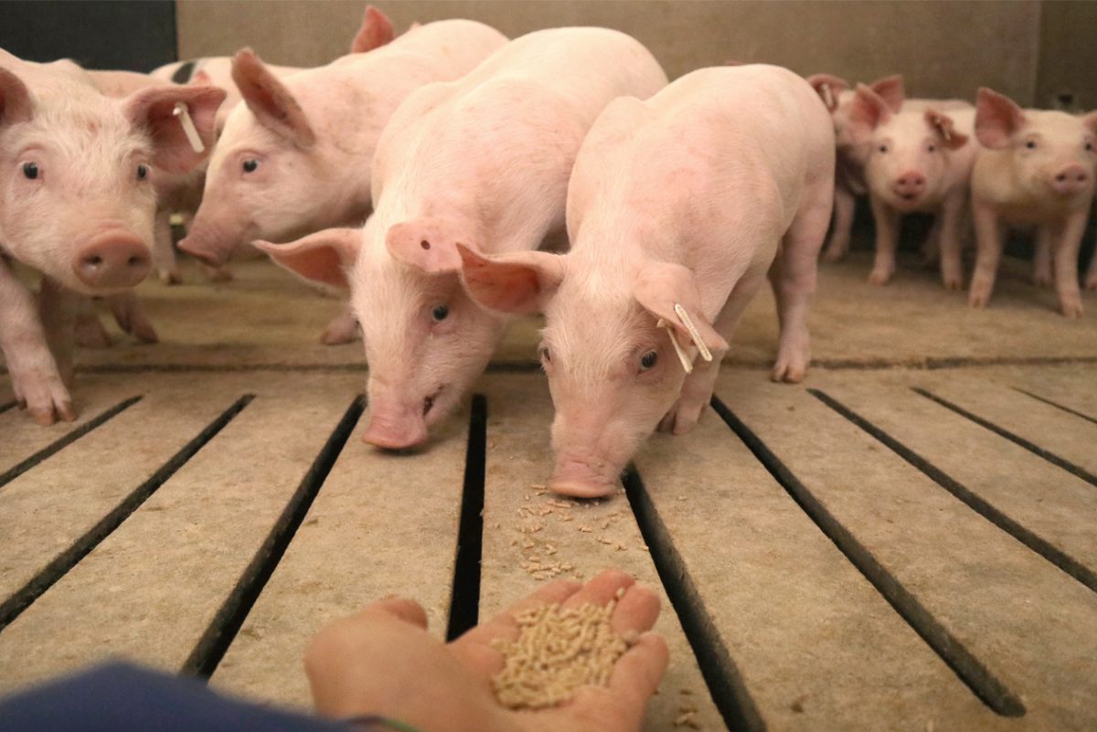 Recomendaciones nutricionales para verracos | Magapor