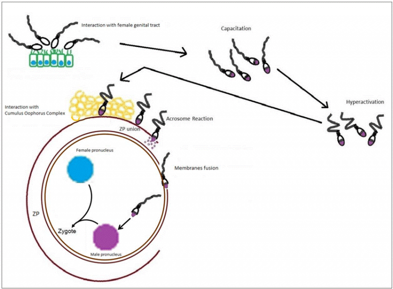 The sperm journey to fertilisation | Magapor