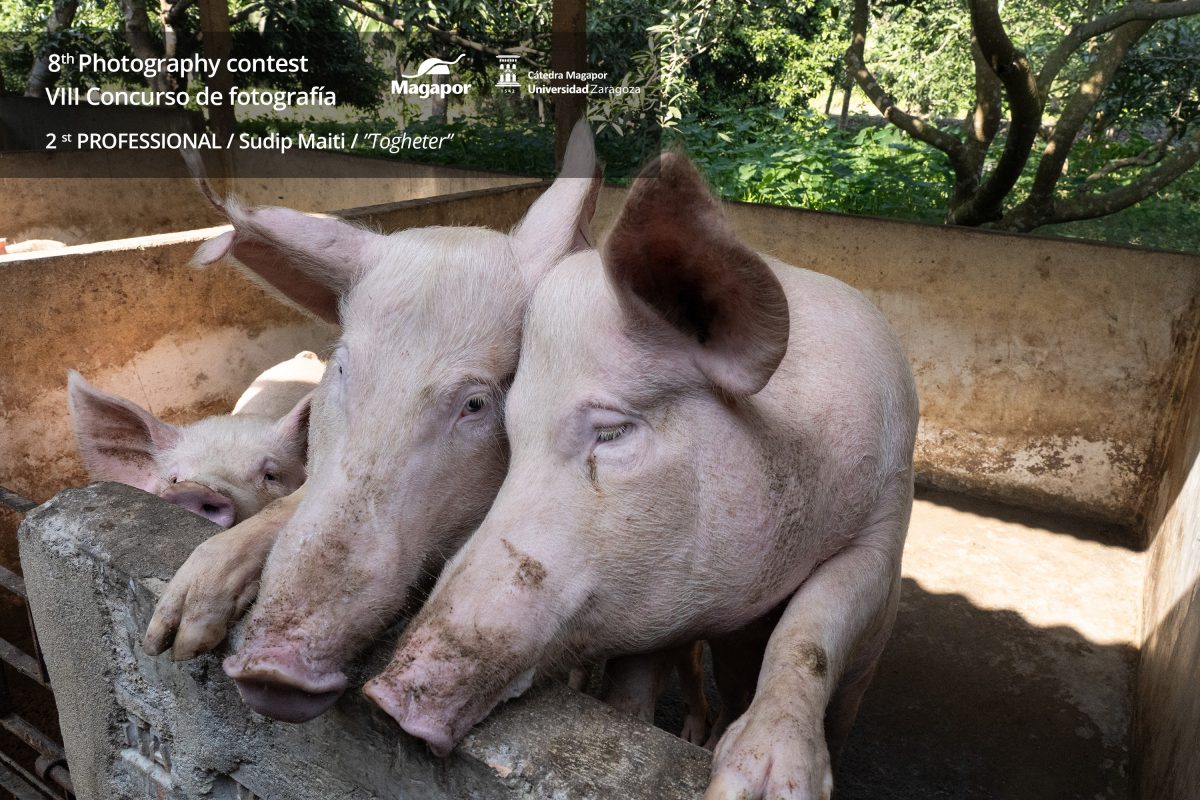 VIII Photo contest "Just for pigs" resolution | Magapor
