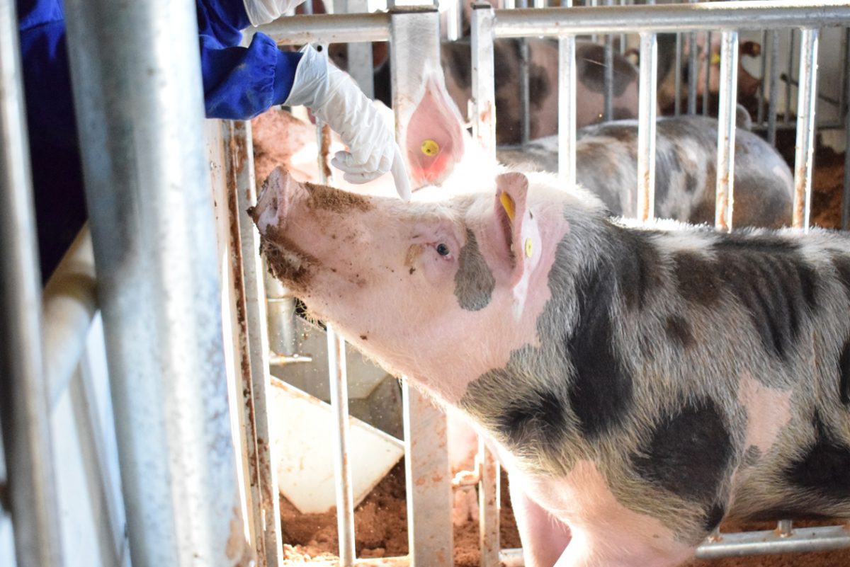 Software para optimizar la gestión de verracos | Magapor