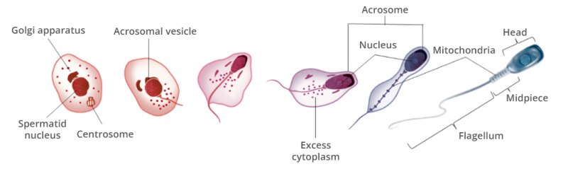 The sperm cell: spermiogenesis | Magapor