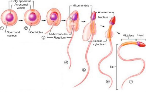 The sperm cell: spermiogenesis | Magapor