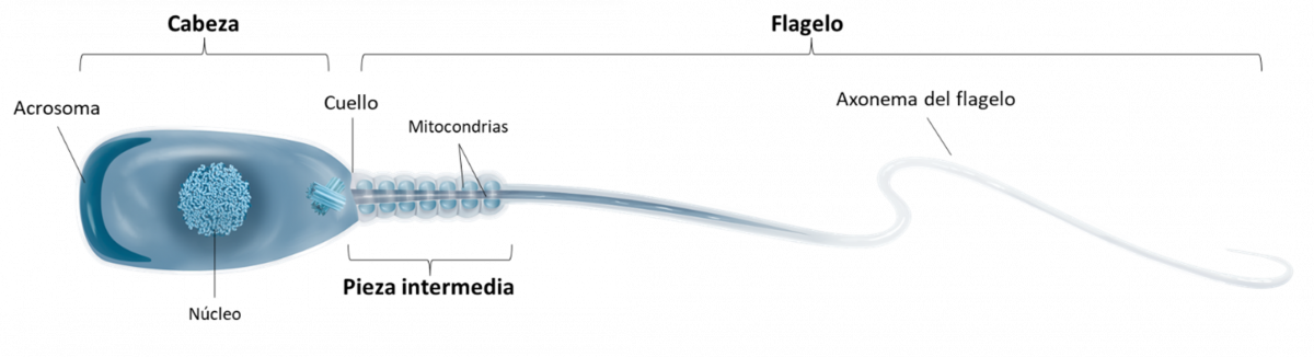 Formación de la célula espermática | Magapor