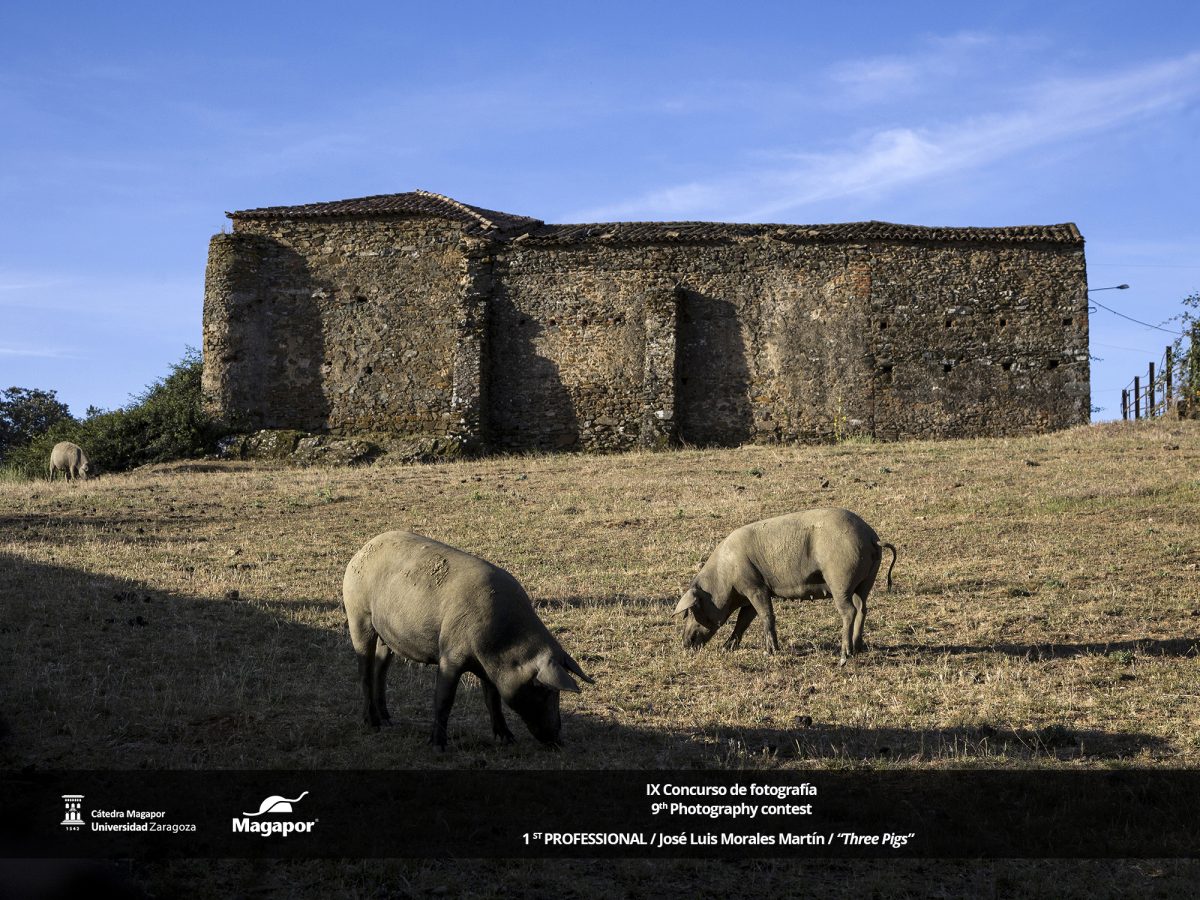 IX Photo contest "Just for pigs" resolution | Magapor